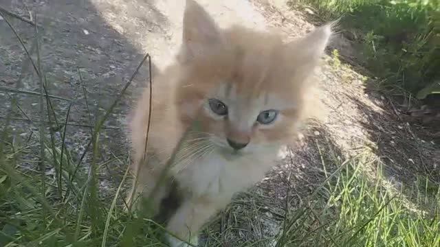 Спасение красивых котят!