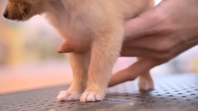 Груминг Чихуахуа