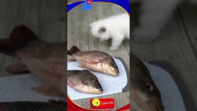 День смеха, 1 апреля зарядись позитивом!  В день смеха, ролики, забавы, юмор, приколы, шутки, ржач.