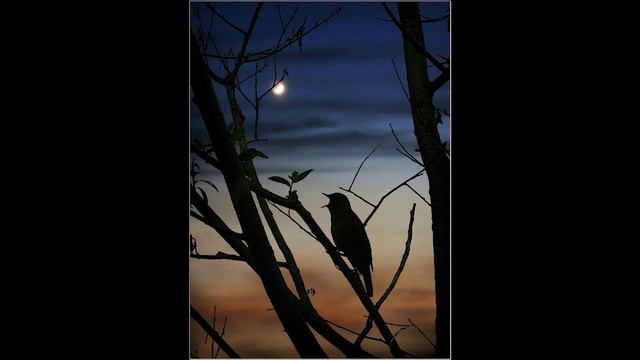 Соловьиная ночь. Даниил Андреев