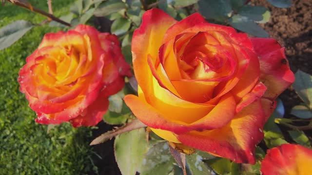 Высший свет