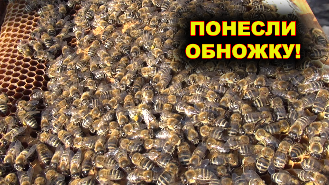 Обножку понесли!