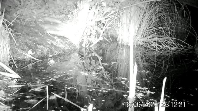 Енотовидная собака