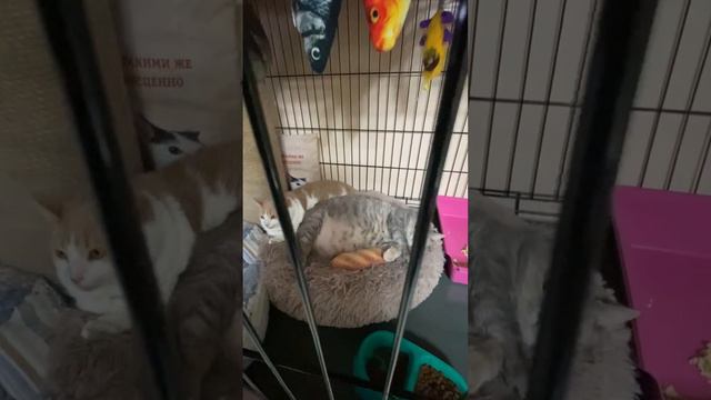 Приют Убежище=) Помогли при помощи стриминга! #помощь #приют #кот #just_svyat