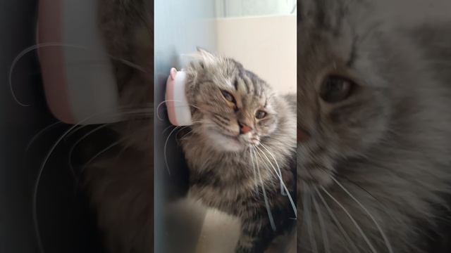 Кот и кошачья мята #cat #shorts #кот