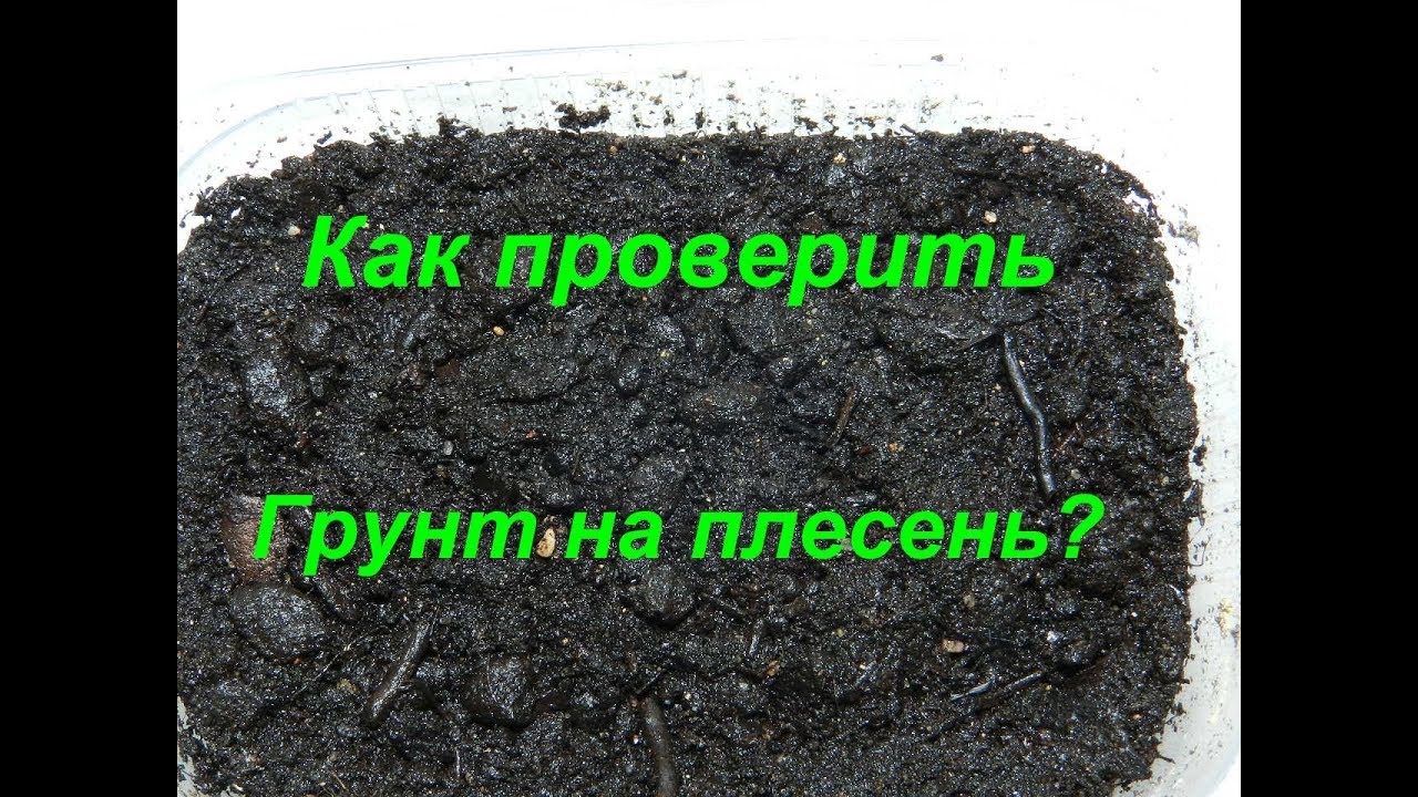 Как проверить грунт на плесень