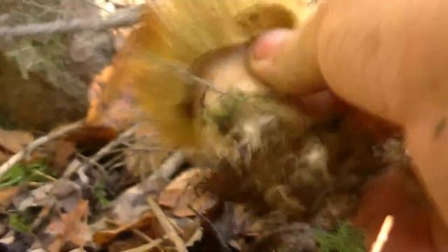 Грибочки да ягодки часть2