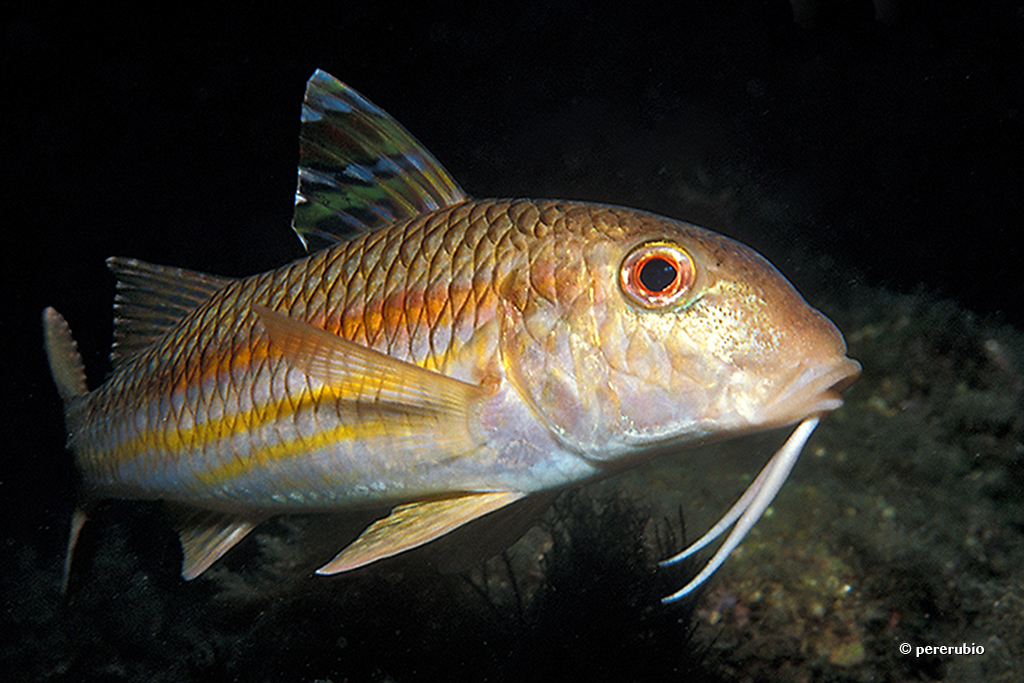 "Шпага" самая эффективная снасть для ловли Барабули
