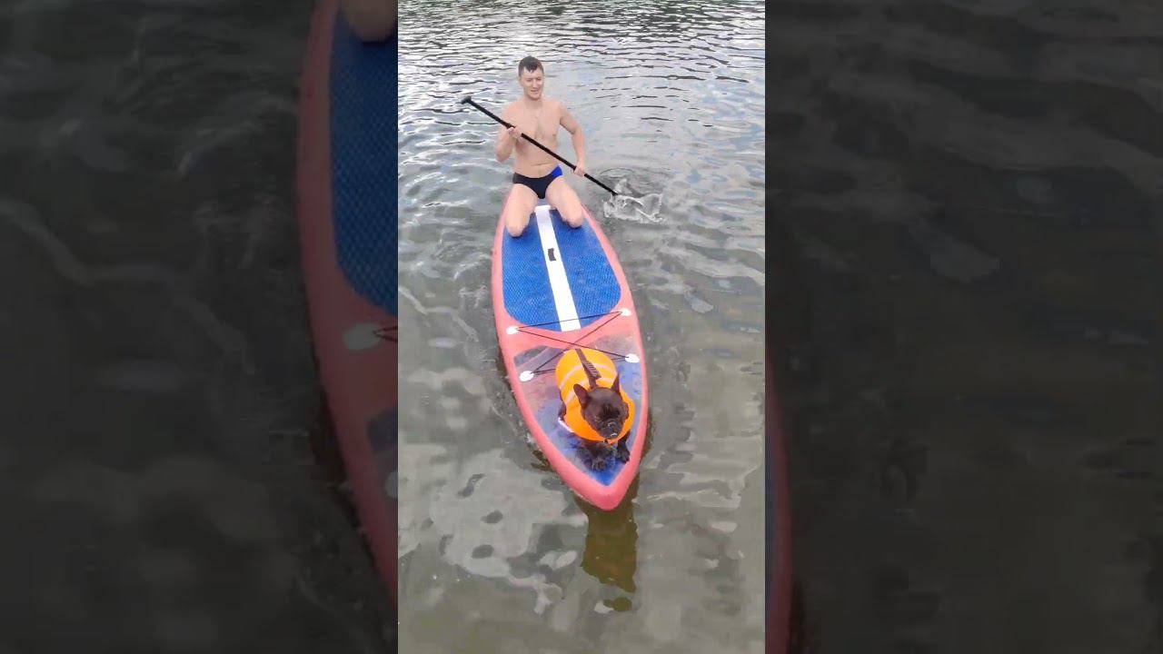 Наш Леонардо Ди Каприо #французскийбульдог #винтик #титаник #бульдогплавает #папавова #папаможет