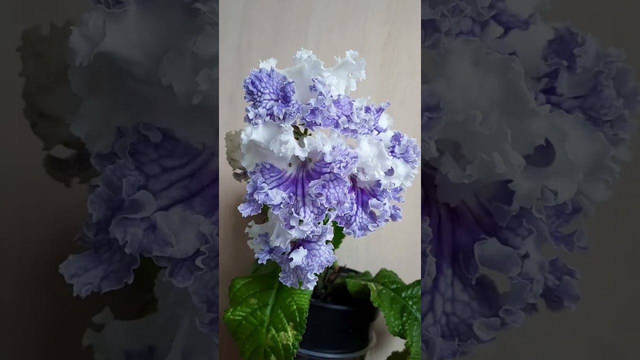 ZM-Мелисента. Стрептокарпус. #shots