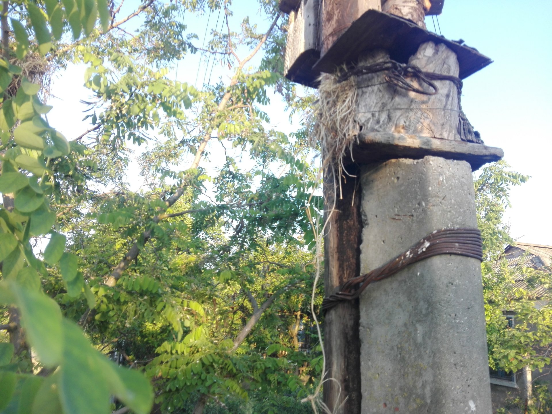 Скворцы поселились в скворечнике