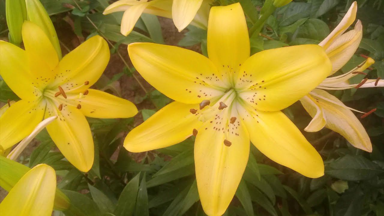 Фотоальбом, цветы подворья2020