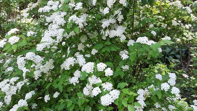 Спирея цветёт