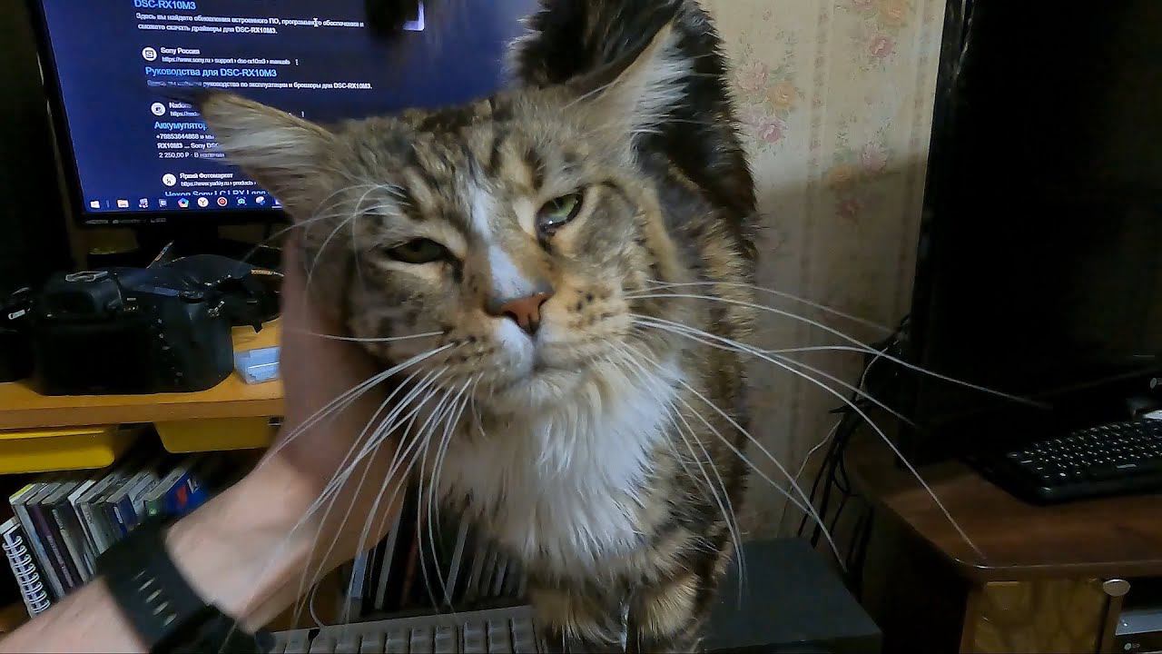 Венька  (11.11.2023)