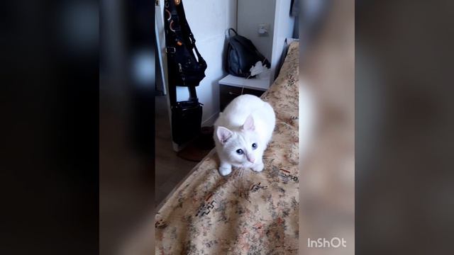 Продолжение истории про КОТОПСА 😺🐶