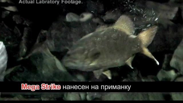 Ловля БАССА