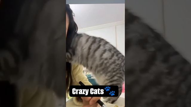 Ох уж эти котики