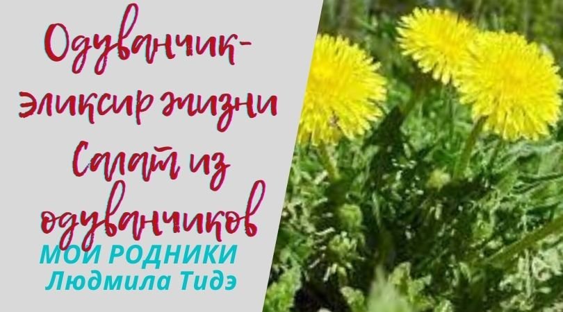 Одуванчик - эликсир жизни Салат из одуванчика.mp4