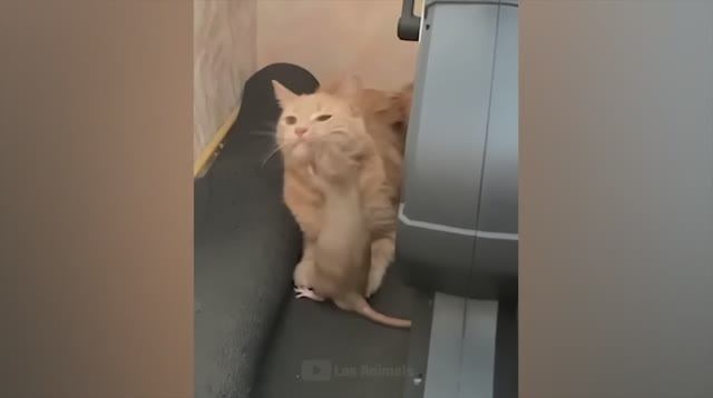 Приколы с котами и собаками #38