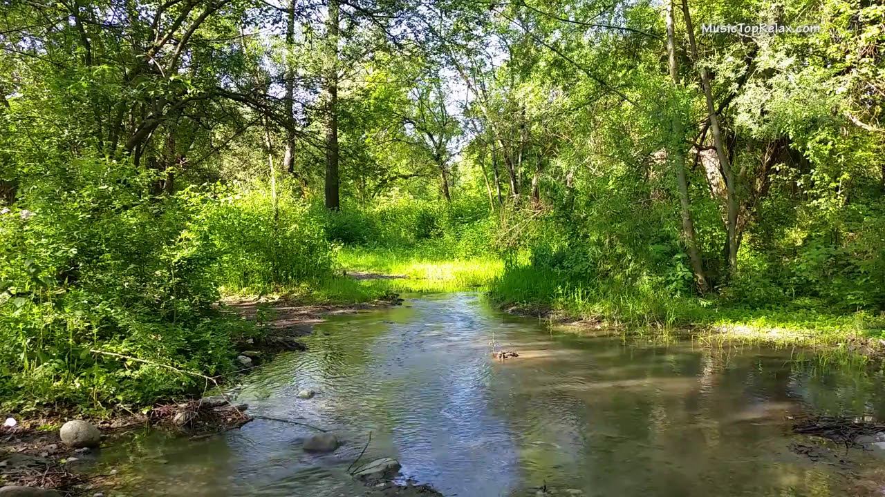 Звуки природы лес.Для Медитации, Релаксации ,Сна.Звуки леса, пение птиц, журчание ручья 8 час. Relax