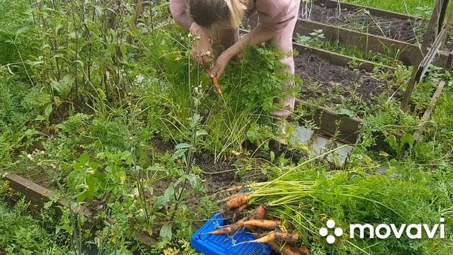 Собрали немного моркови 02.09