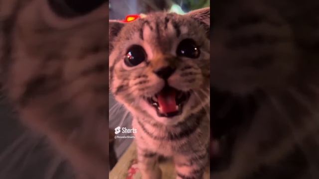 Котёнок 2023, часть № 11❤️