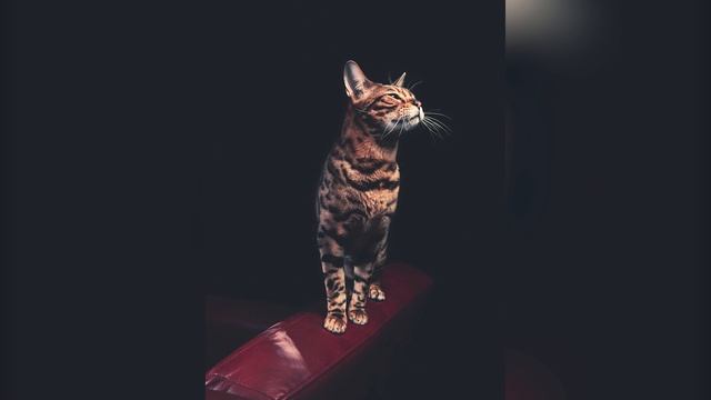 Бенгальская кошка: характер породы