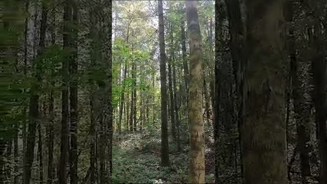 Калужский лес (3)