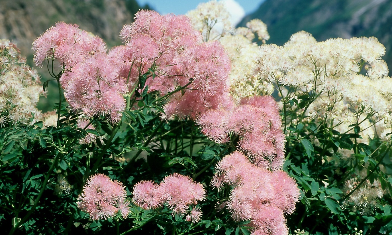 «Василистник» РЕЛАКС АРТ-ТЕРАПИЯ ИМПРОВИЗАЦИЯ композитор Виктор Анохин #музыка #instrumental #цветы