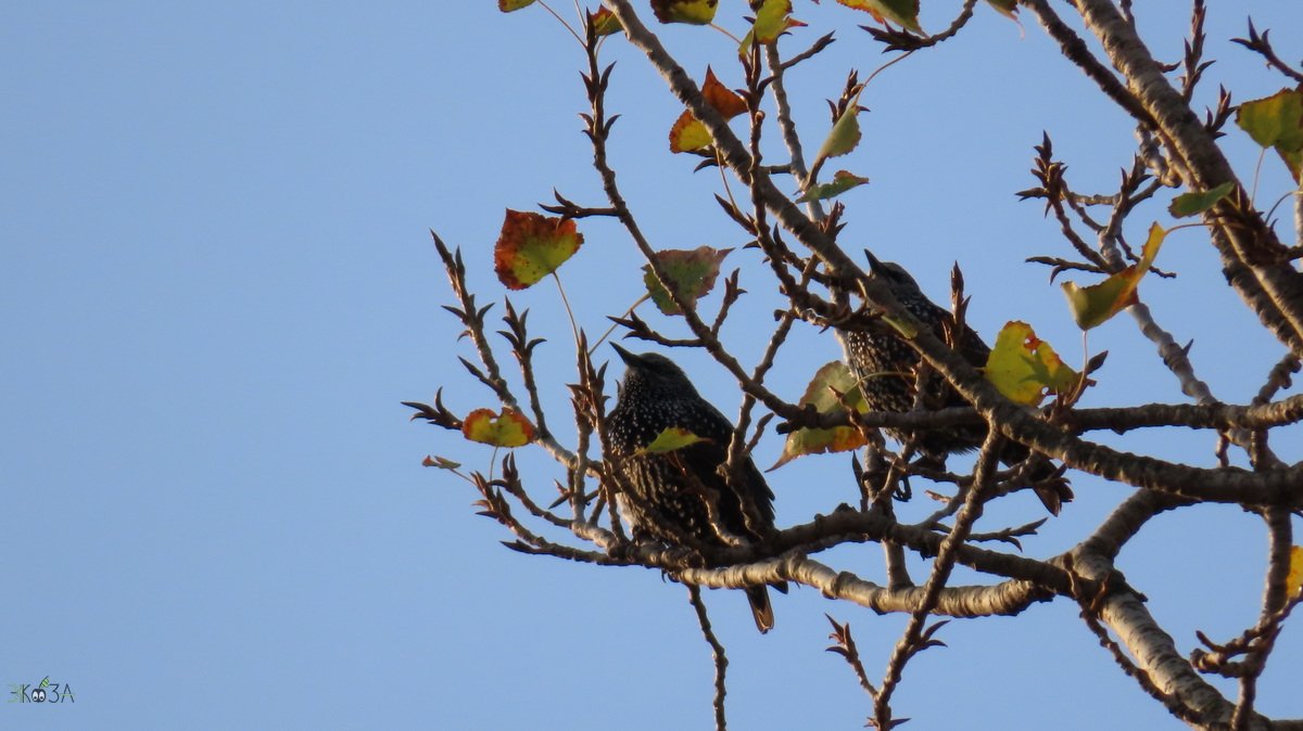 Скворцы на тополе. Поют в октябре. И лазоревка прилетела