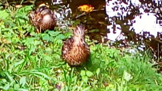 утки в Кусково.mp4