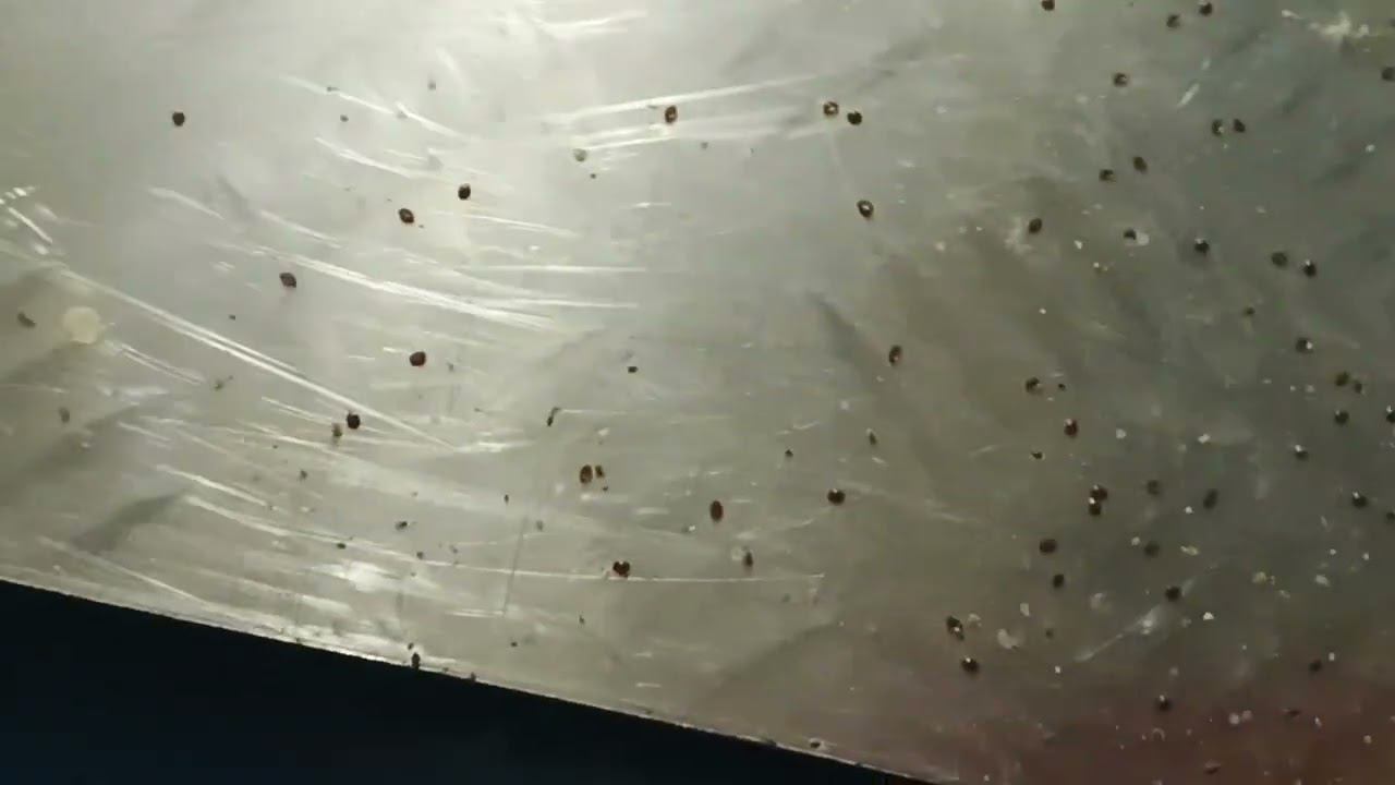 Обработка 2023. Улья №2 ,№28 и №12. Пчеловодство.