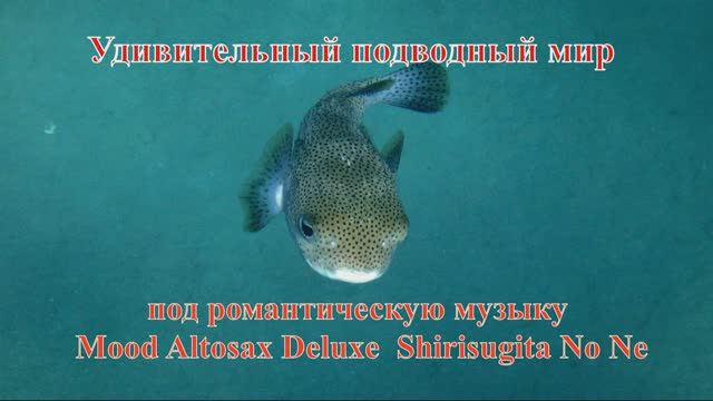 Удивительный подводный мир Крошка Рыба-ёж длинношипый под музыку Japan Golden Sax Mood Altosax Delux