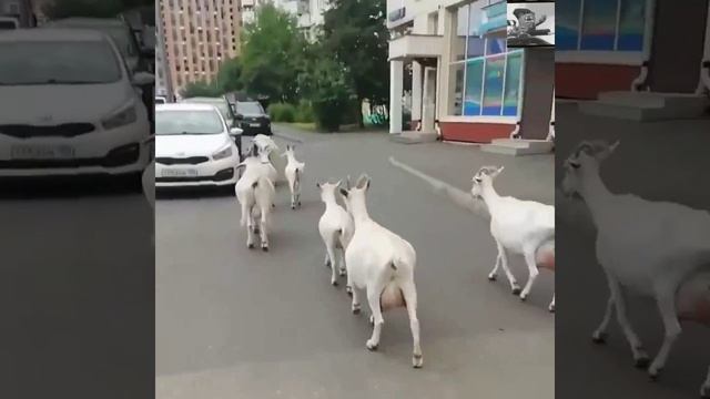 Козлиное семейство вышло на променад по Южному Бутово. Животные неспешно прогуливались .