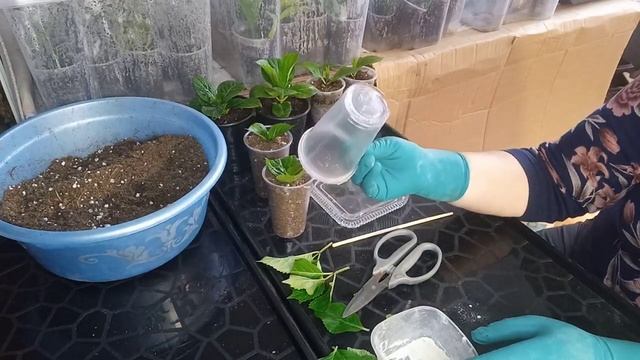 ЧЕРЕНКОВАНИЕ ГОРТЕНЗИЙ, 100% результат. ВСЁ ПОЛУЧИТСЯ!