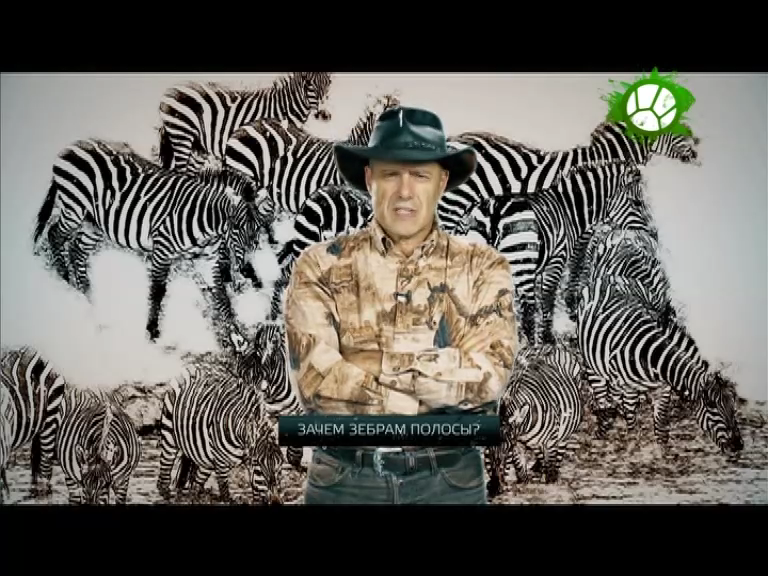 Зачем зебрам полосы?