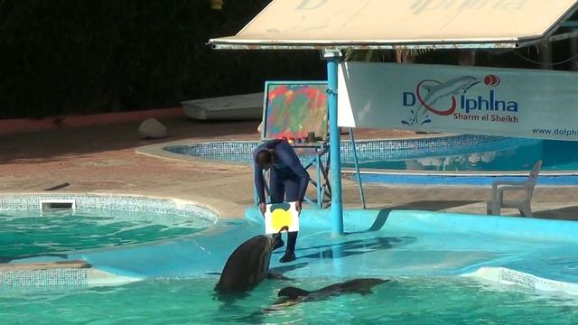 Дельфинарий в Шарм Эль Шейх, Египет