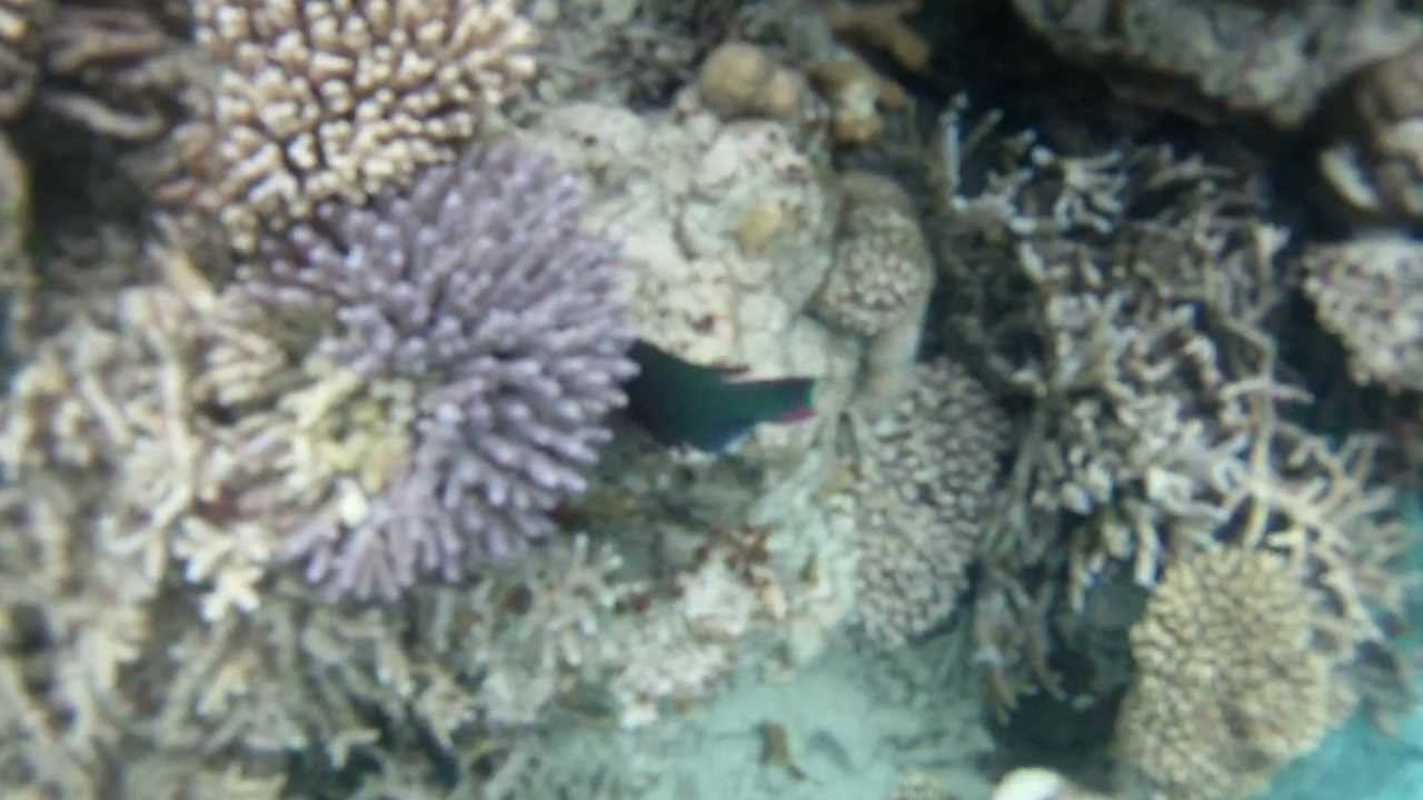 Vilamendhoo, Maldives. Vol.12