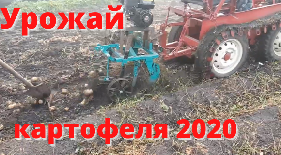Урожай картофеля 2020