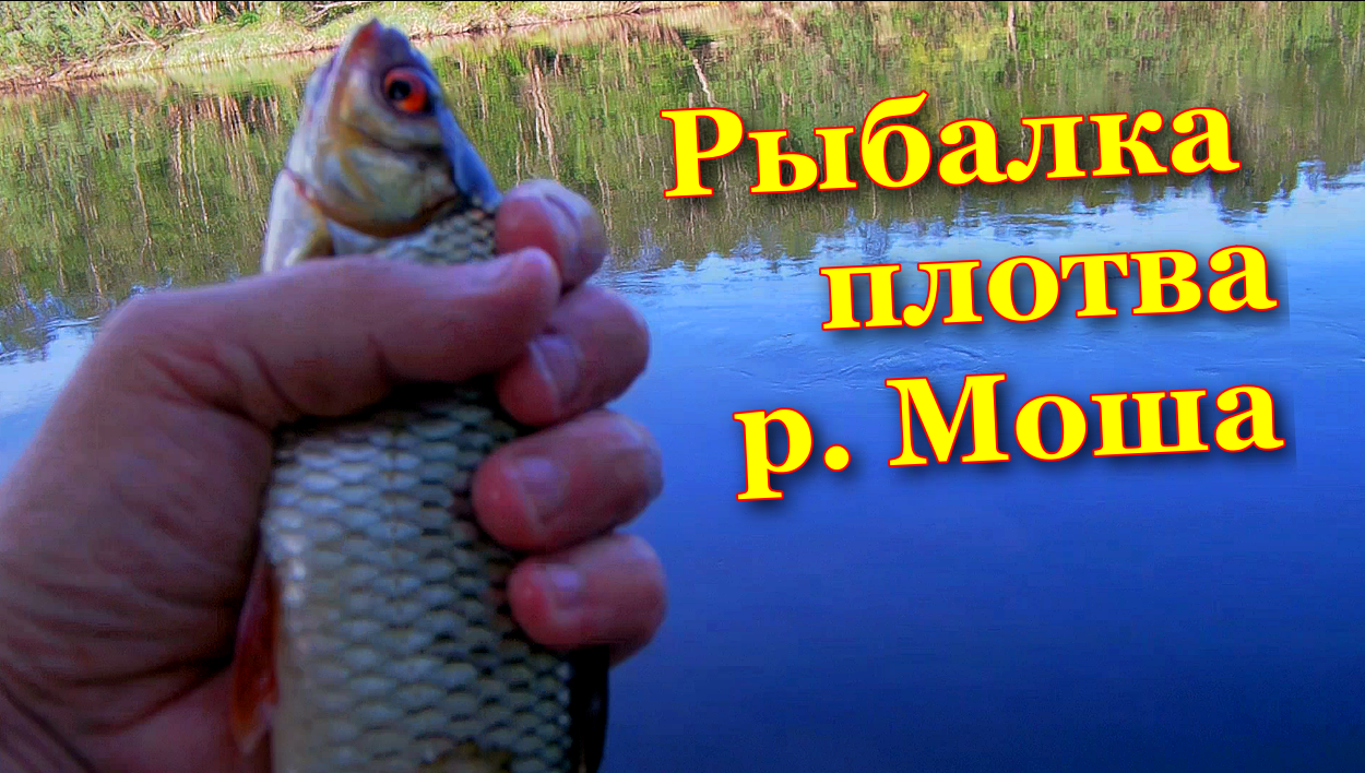 Отличный клёв на реке Моша крупная плотва