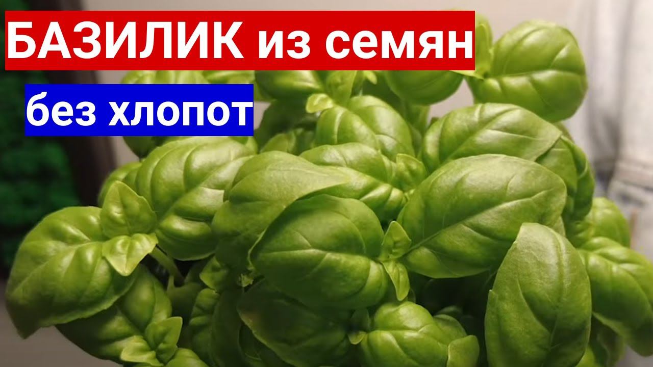 МИКРОЗЕЛЕНЬ