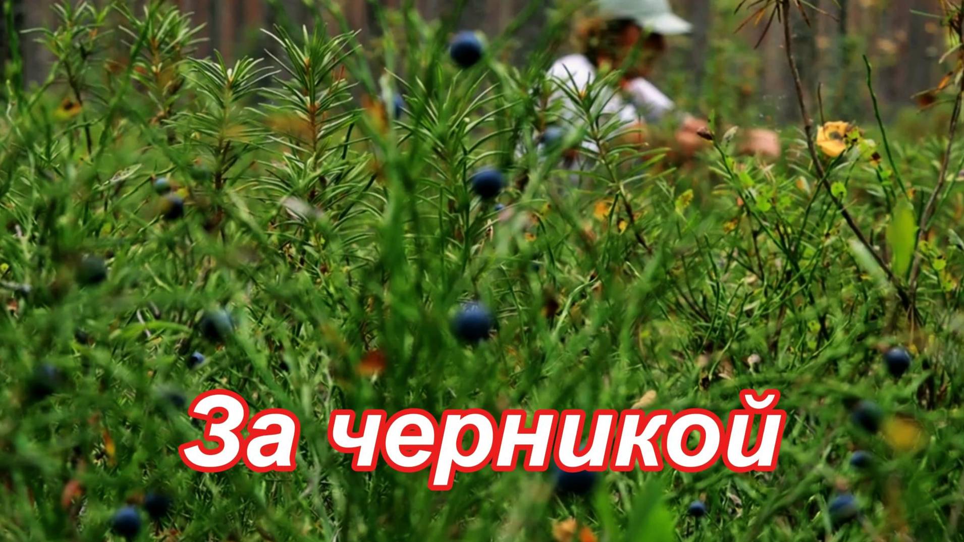 За черникой в конце августа. Отдыхаю в красивом лесу и собираю ягоды.