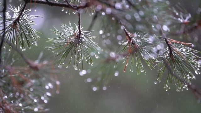 Осенний дождик