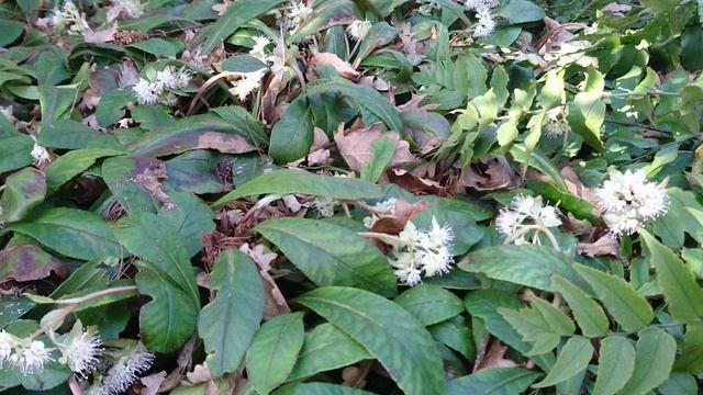 Ботанический сад Орхус, Дания. 5 марта 2022