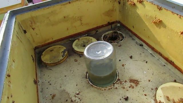 перевожу пчел на ячейку 4,6 - 5,0 мм, часть 51, плохая зимовка на ячейке 5,4 мм