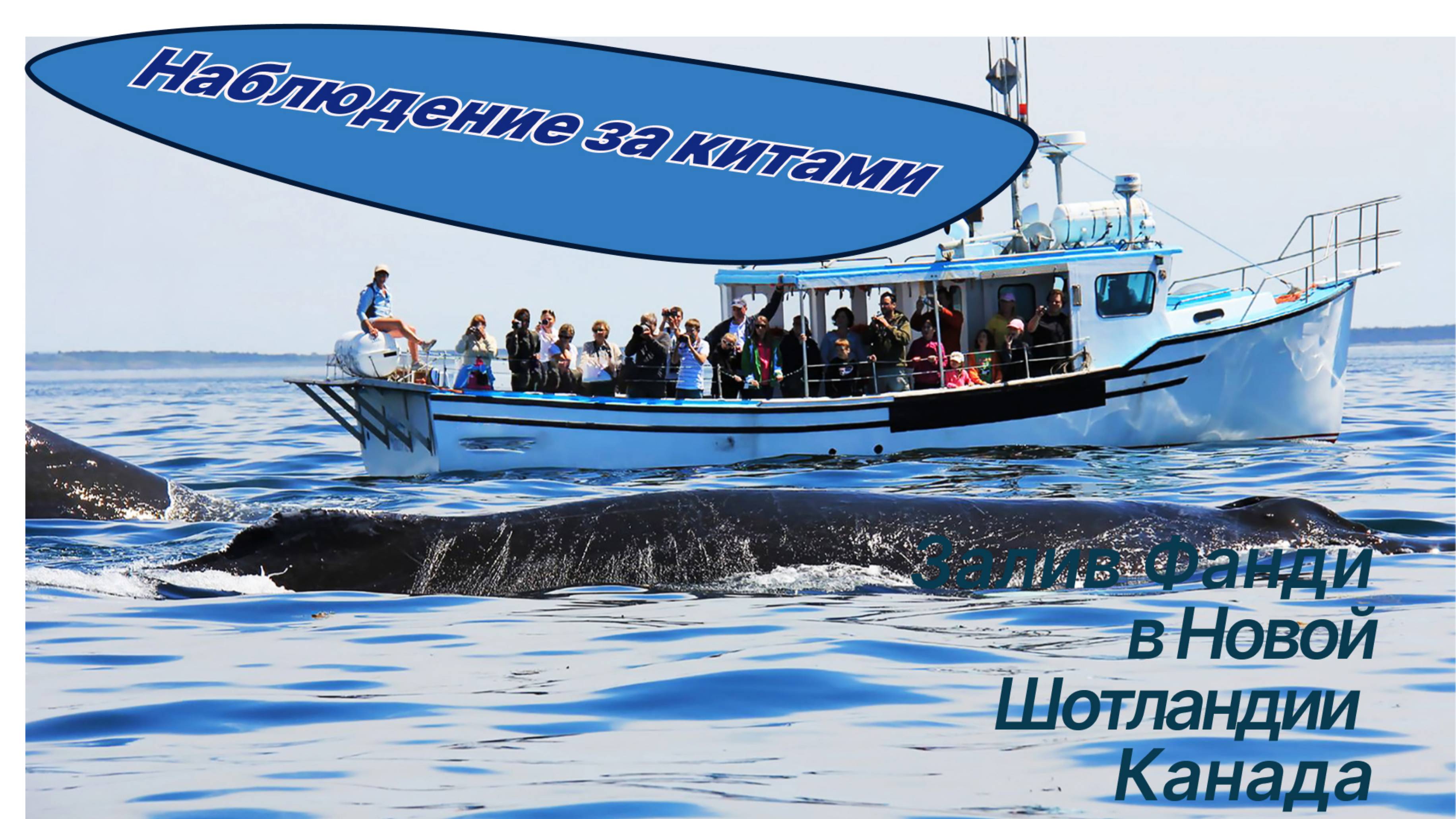 Наблюдние за китами