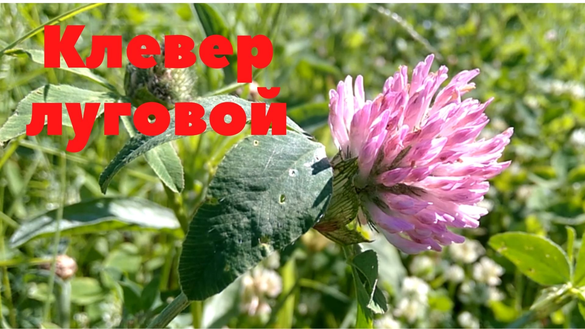 Клевер луговой.   Ценное дикорастущее растение.