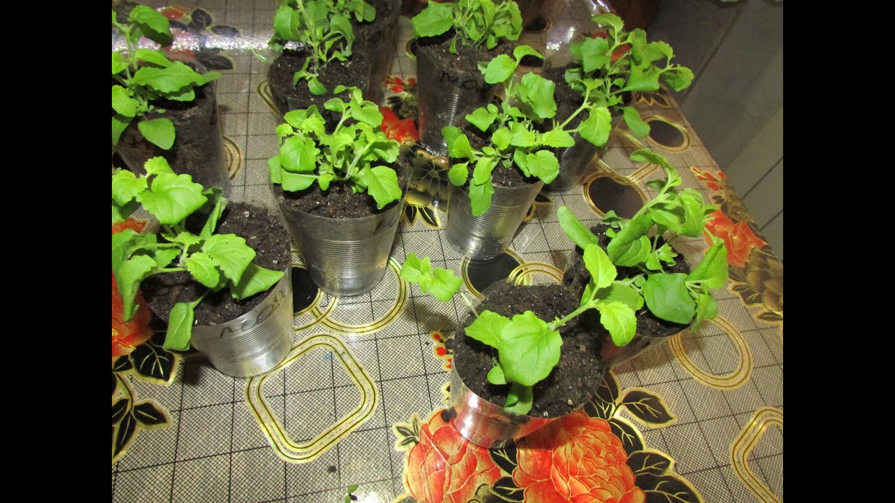 ОЧЕНЬ ПРОСТО ПРИЩИПЫВАЮ БАКОПУ!!!