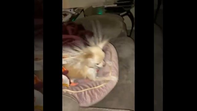 Funniest Animals ? - Funny animal videos can't help but laugh 2021 ? - Cutest Animals Ever.mp4