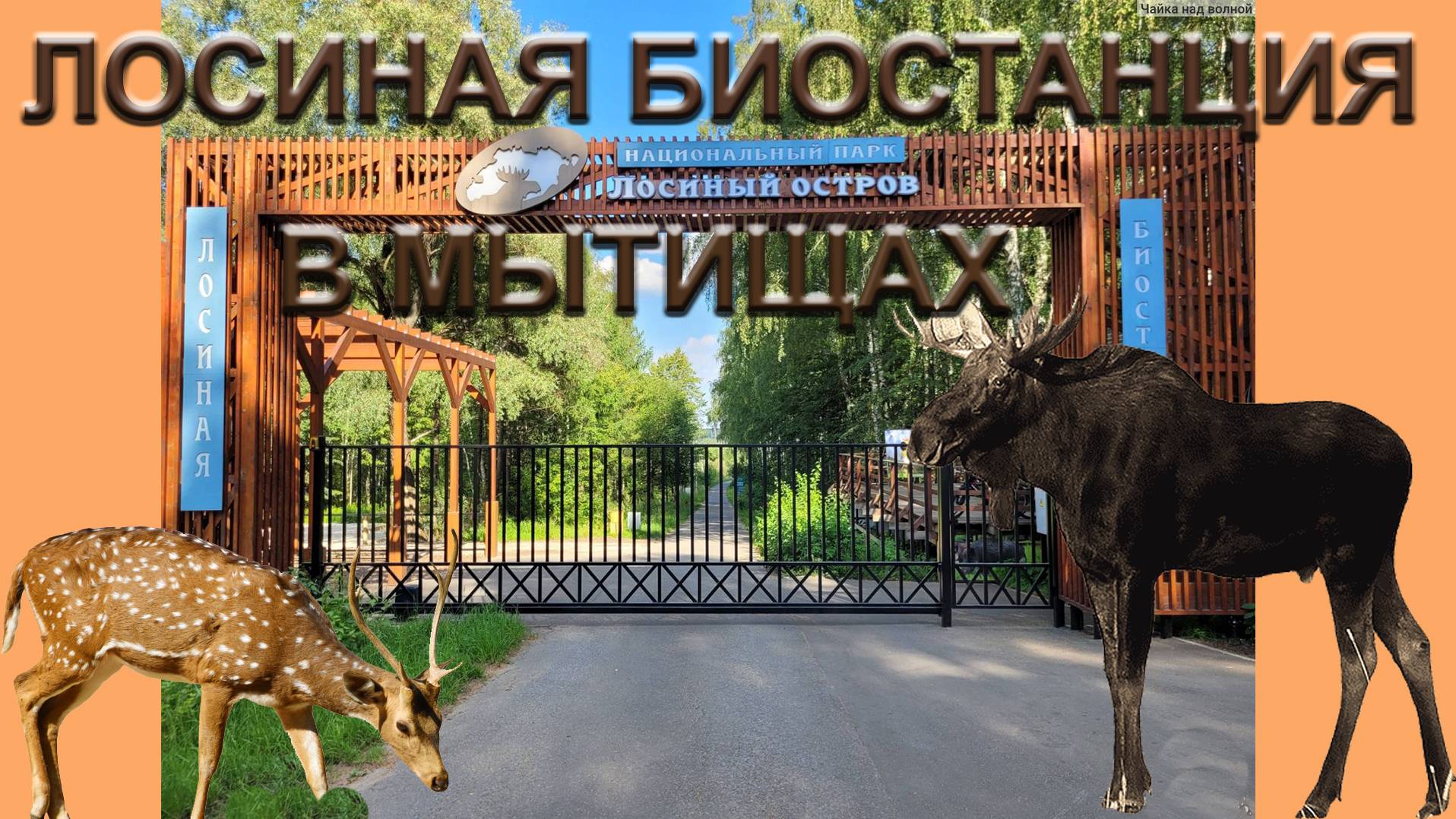 ЛОСИНАЯ БИОСТАНЦИЯ